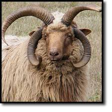 The Churro Sheep and the Navajo: One Family's Journey to Save the Sacr ...